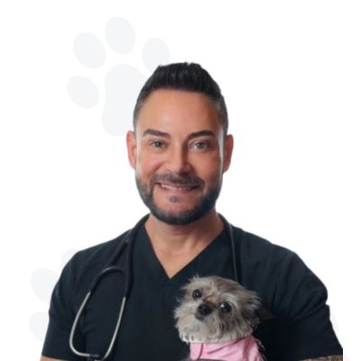 Veterinarians In Boca Raton, FL | Pet Medical Center Of Boca Raton